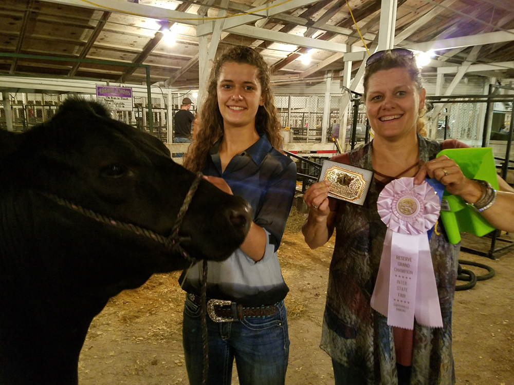 Open heifer show at Inter-State Fair - Inter-State Fair and Rodeo
