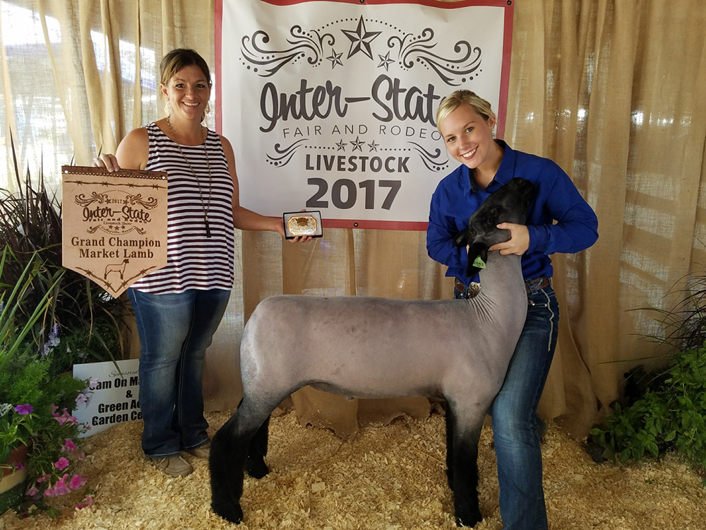 Sheep show held at Inter-State Fair - Inter-State Fair and Rodeo